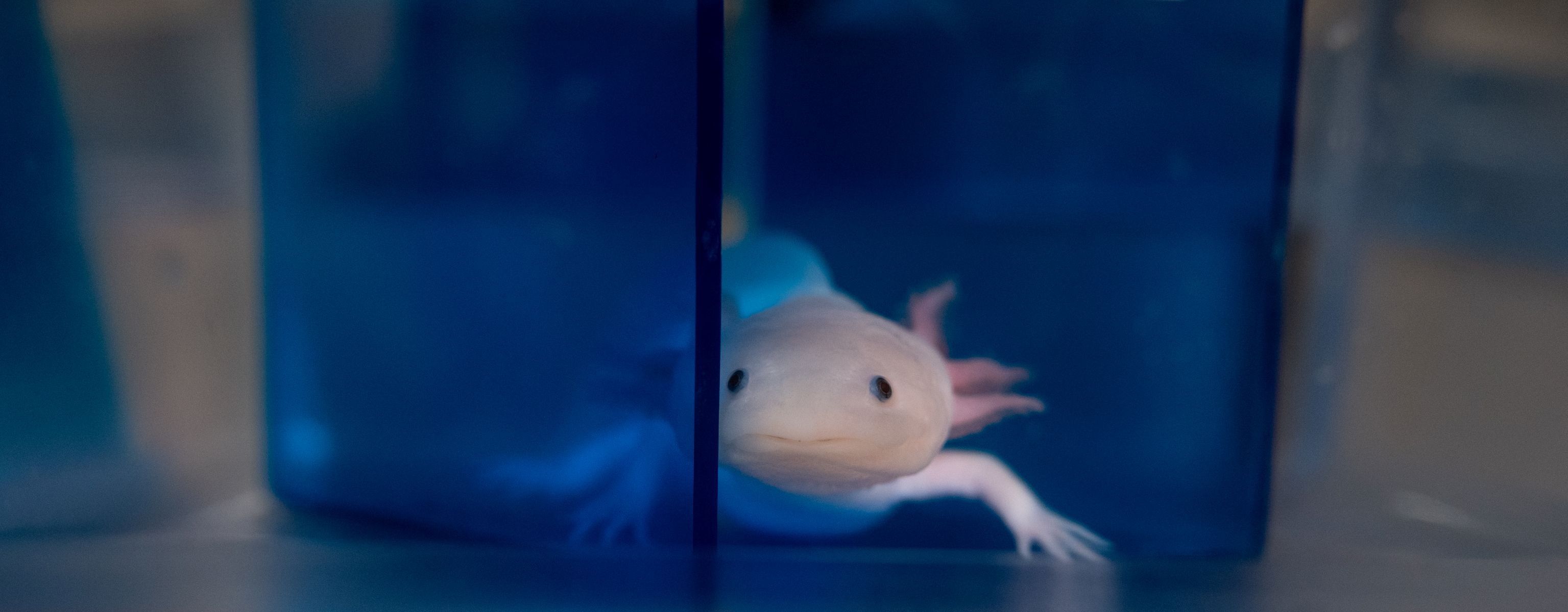 Axolotl lab to support human health research | News | The University of ...